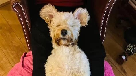 Cockapoo Crowned Uks Sleepiest Dog And Is Yet To Wake Up To The Good