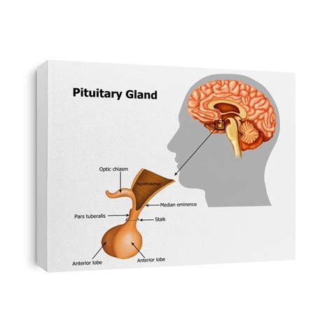 Pituitary Gland Anatomy Of The Brain Canvas Print Canvasworld