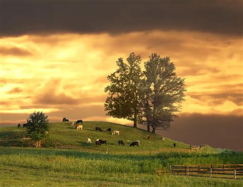 Cattle On A Hill Photograph By Randall Branham Cattle On A Hill Fine