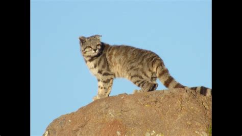 Andean Cat Andean Cat Day For The First Time One Is Recorded With