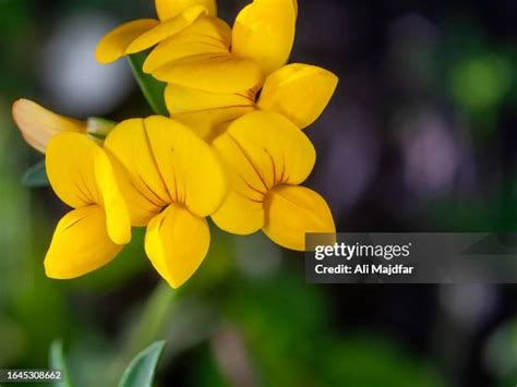 Common Birds Foot Trefoil Photos And Premium High Res Pictures Getty