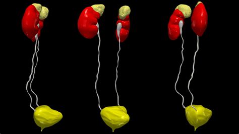 3d Model Of Urinary System Model Turbosquid 2076873