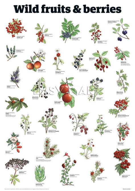 Wild Fruits And Berries Art Print By Guardian Wallchart
