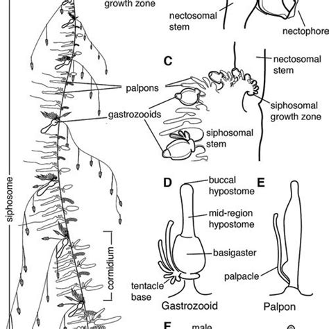 Schematic Of Nanomia Bijuga Colony Adapted From Download