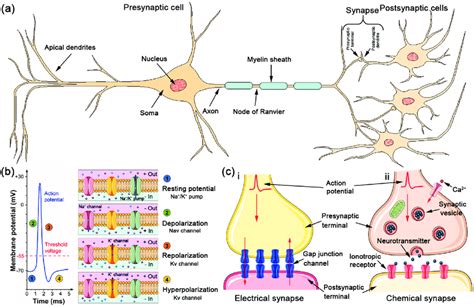 Schematic Diagram Of The Fundamental Structure Of The Biological Neuron