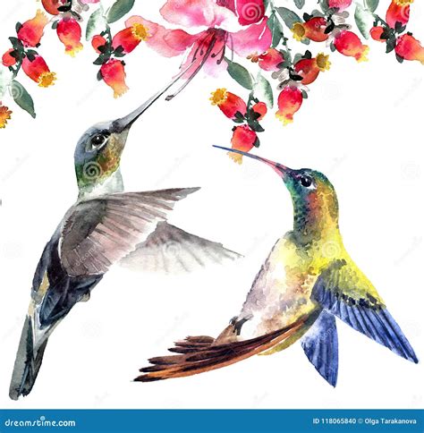Watercolor Flying Hummingbirds Stock Illustration Illustration Of