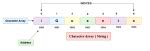 String In Data Structure Its Types And Complexity Analysis Iquanta