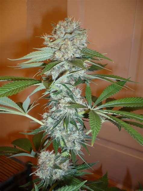 Big Bud By Sensi Seeds Seedfinder Strain Info
