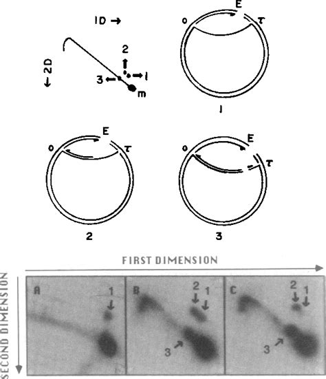 Figure 1 From Sequence Specific And Polarized Replication Termination