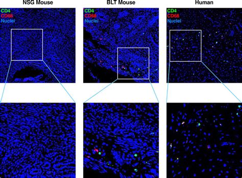 Immunofluorescent Staining Of Human Cd4 And Cd68 In Murine And Human