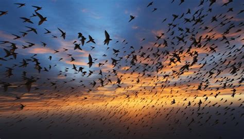 Premium Photo A Mesmerizing Sunset Sky Filled With A Graceful Flock