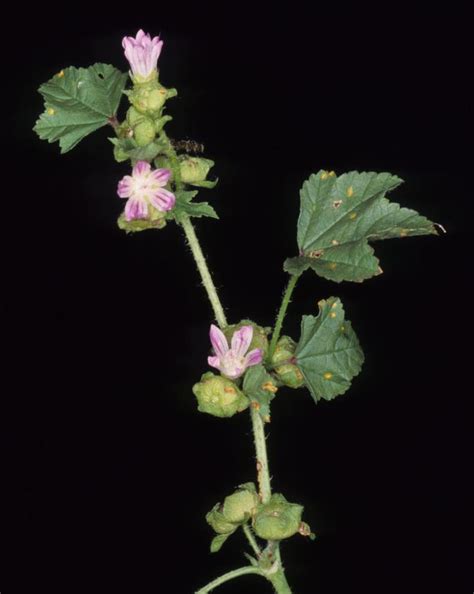 Flora Of New Zealand Taxon Profile Malva Nicaeensis