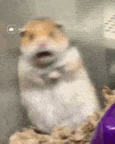 Hamster Meme S Tenor