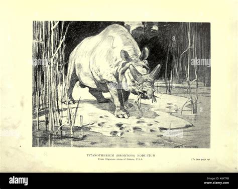 An Illustration From The Book Evolution In The Past Plate 36