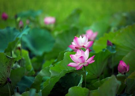 The Most Seductive Perfume Notes For A Sensual Fragrance Pureluxes