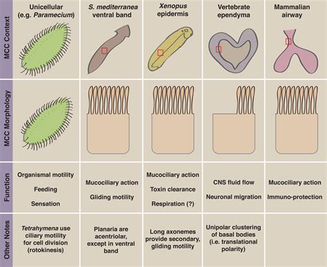 Multiciliated Cells A Review Pmc