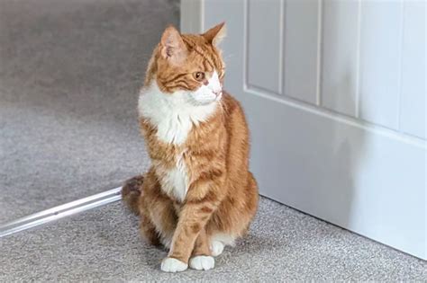 How Does A Cat Brain Compare With A Human Brain Cat Empire