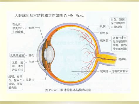 《眼球的结构与功能》ppt课件ppt
