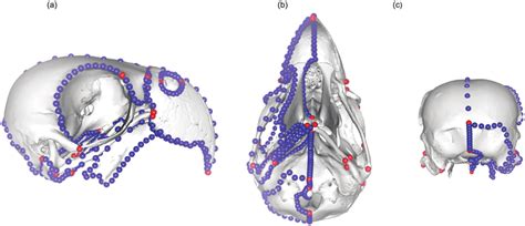 Anatomical Landmarks Blue And Semilandmark Curves Red Applied To