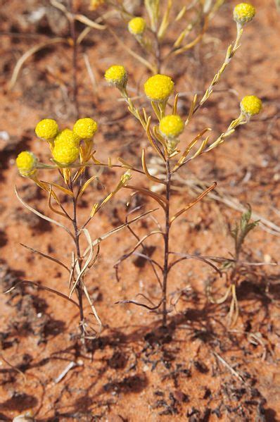Gnephosis Arachnoidea Ecured