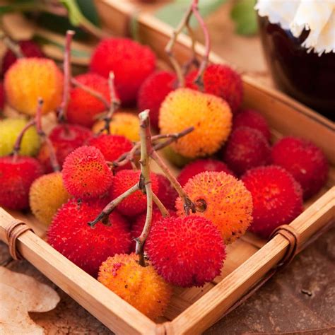 Arbutus Unedo Mixed Strawberry Tree Seeds Buy For Gardensarbutus Red