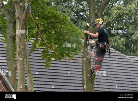 Tree Surgeon Working In Protective Gear Using Climbing Ropes For Safety Holding Chainsaw