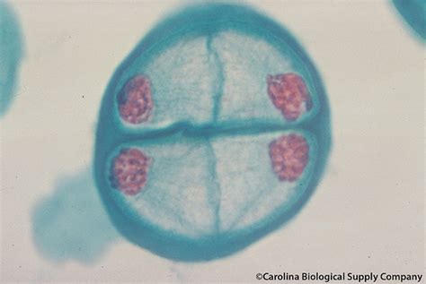 Quia Meiosis Flashcards