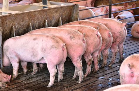 Varkvoeding Só Moet Jy Maak Agriorbit