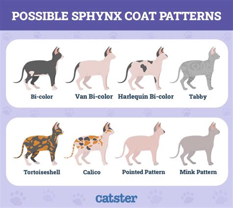 8 Different Sphynx Cat Colors Vet Verified Info And Pictures Catster