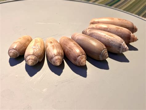 Lettered Olive Shells 8 Etsy