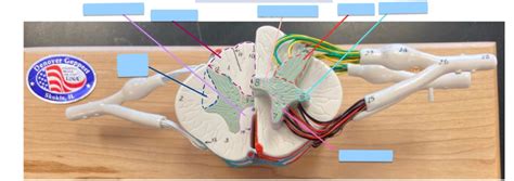 Ex 19 Cross Section Spinal Cord Model Diagram Quizlet