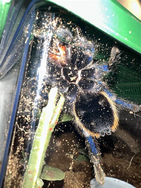 Help Sexing Gbb R Tarantulas