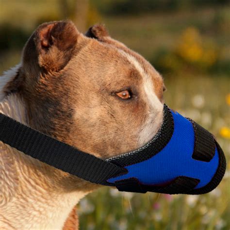 Focinheira Cachorro Golden Labrado Pastor Alemao Box Boder Coll