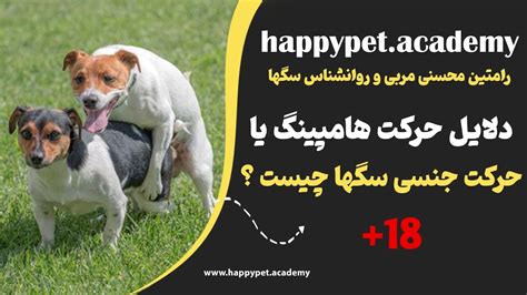 دلیل حرکت هامپینگ چیست Humpingدلیل حرکت جنسی سگ Youtube