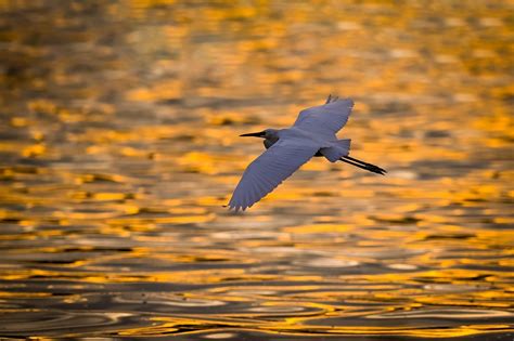 Chim Con Cò Điều Khiển Học Giống Ảnh Miễn Phí Trên Pixabay Pixabay