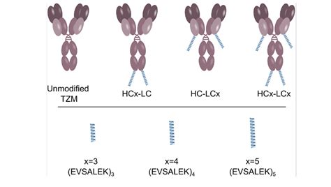 Affinity Controlled Capture And Release Of Engineered Monoclonal
