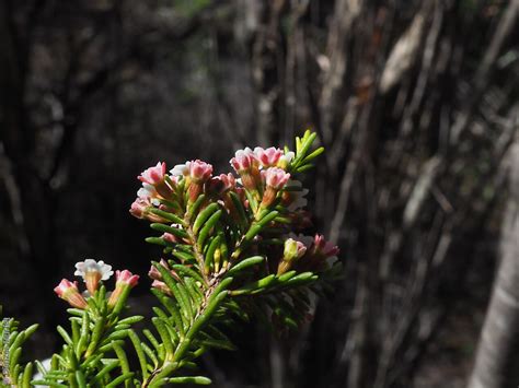 Thryptomene Ericaea