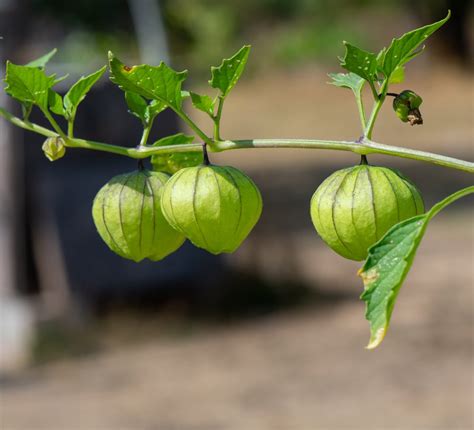 How To Grow Tomatillos 200 Fruits Per Plant