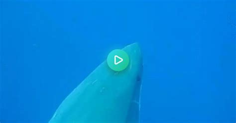 Were Going To Need A Bigger Boat  On Imgur