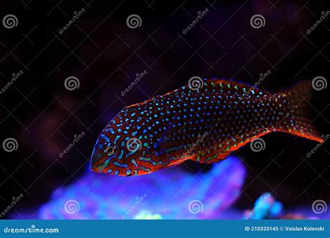 Ornate Leopard Wrasse Macropharyngodon Ornatus Stock Image Image Of