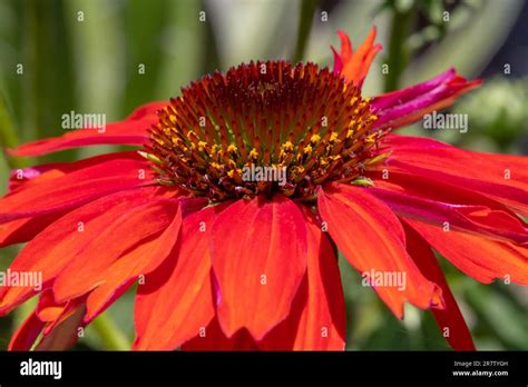 Closeup Of A Red Coneflower Disk Showing Stigmas And Yellow Pollen