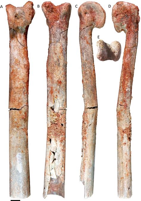 Left Azhdarchoid Metacarpal Iv Missing Proximal End Fsac Kk 4001 From