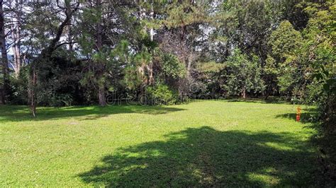 A Recently Cutted Grass Of A Backyard Stock Image Image Of Vegetation Grass 349031203