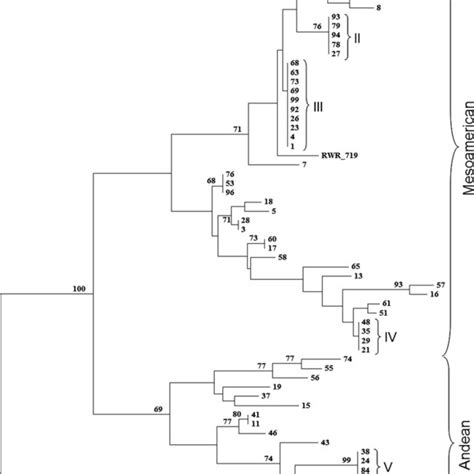 A Rooted Phenetic Tree Showing Genetic Relationships Among Common Beans