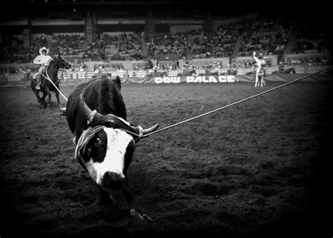 Love To Stay And Chat But Im A Little Tied Up At The Moment Photograph