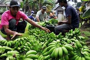 Sejarah Kota Pisang Lumajang