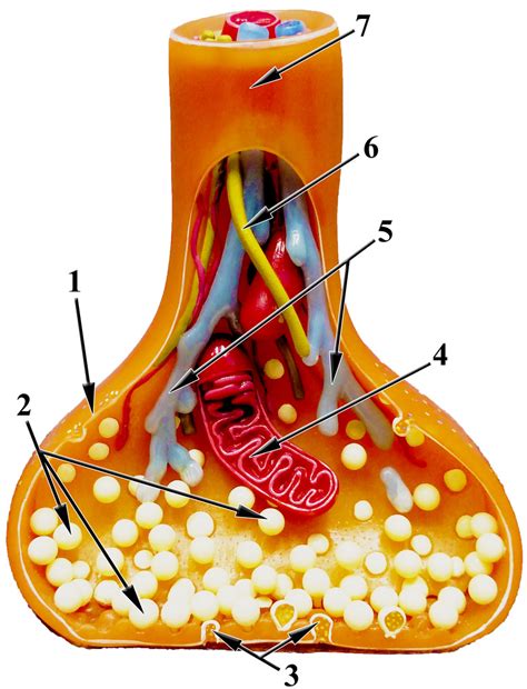 Synaptic End Bulb Diagram Quizlet