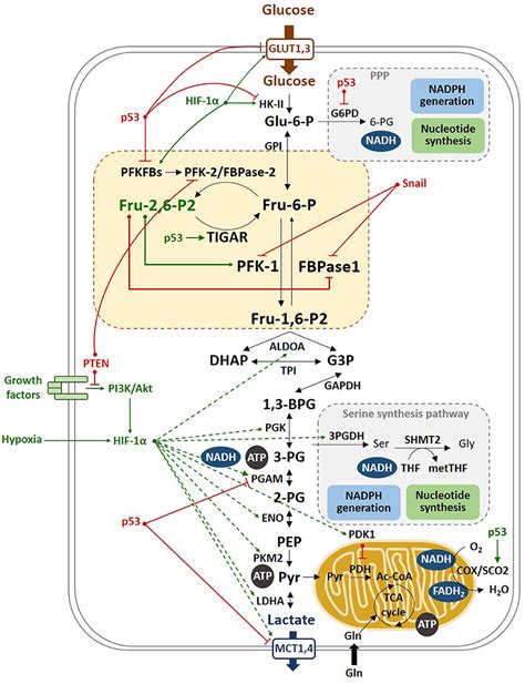 Frontiers Fructose 26 Bisphosphate In Cancer Cell Metabolism