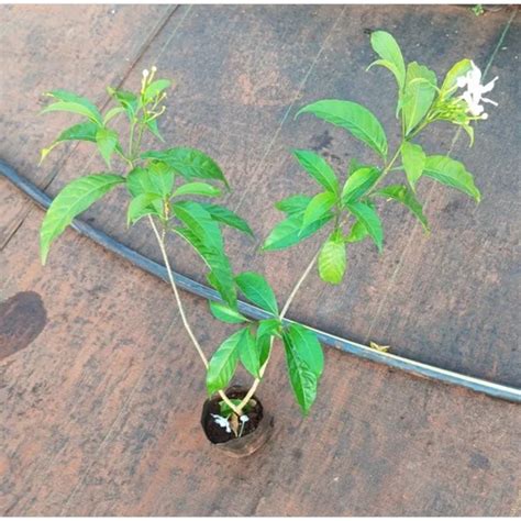 Clay Mini Tagar Plant At ₹ 80piece In Nagaon Id 2857002866530