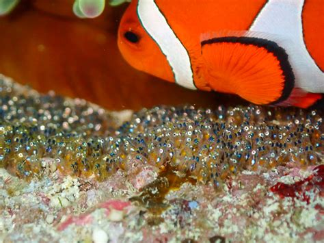 Calm Dives In Ishigaki Osaki Area Viking Scuba Kabira
